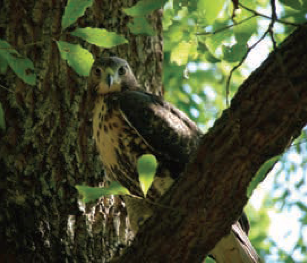 Rat Poison Kills Owls, Hawks and Other Predators - Candler Park